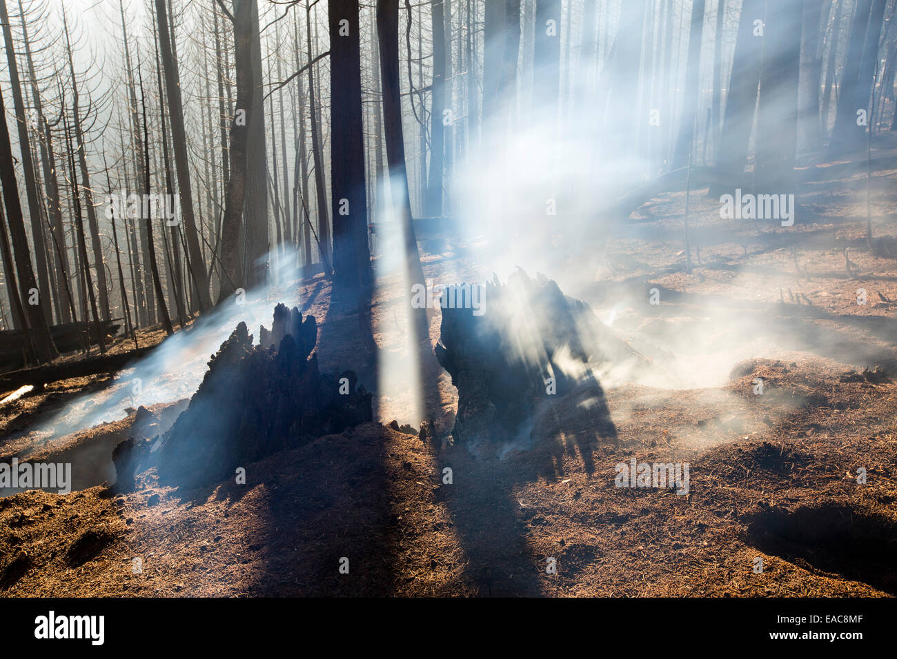 The King Fire in the El Dorado National Forest, California, USA Stock ...