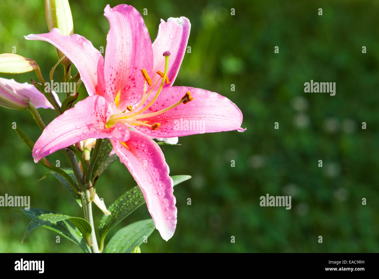 Pink lilium hi-res stock photography and images - Alamy