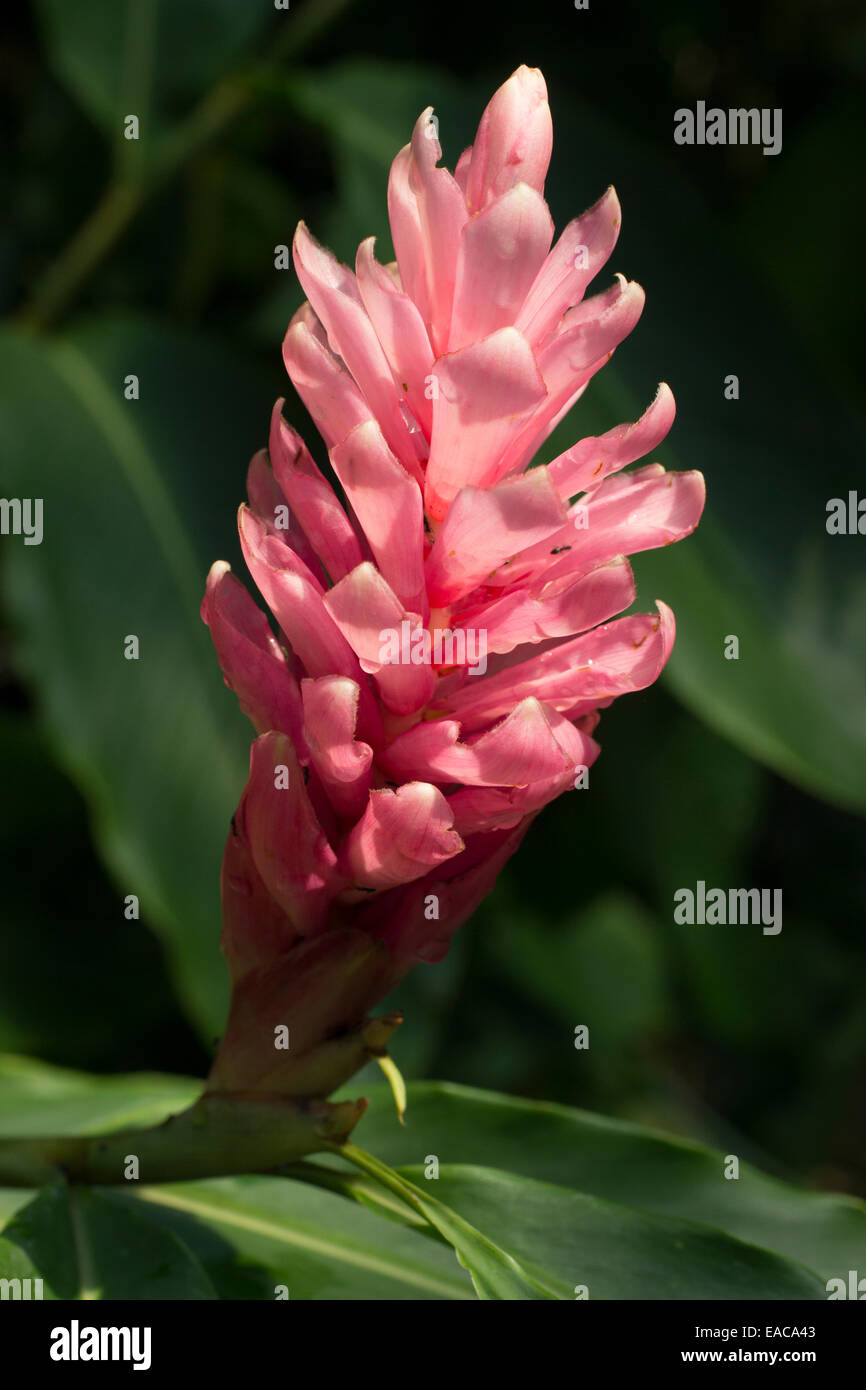 Pink flowered form of the cone ginger, Alpinia purpurata Stock Photo ...