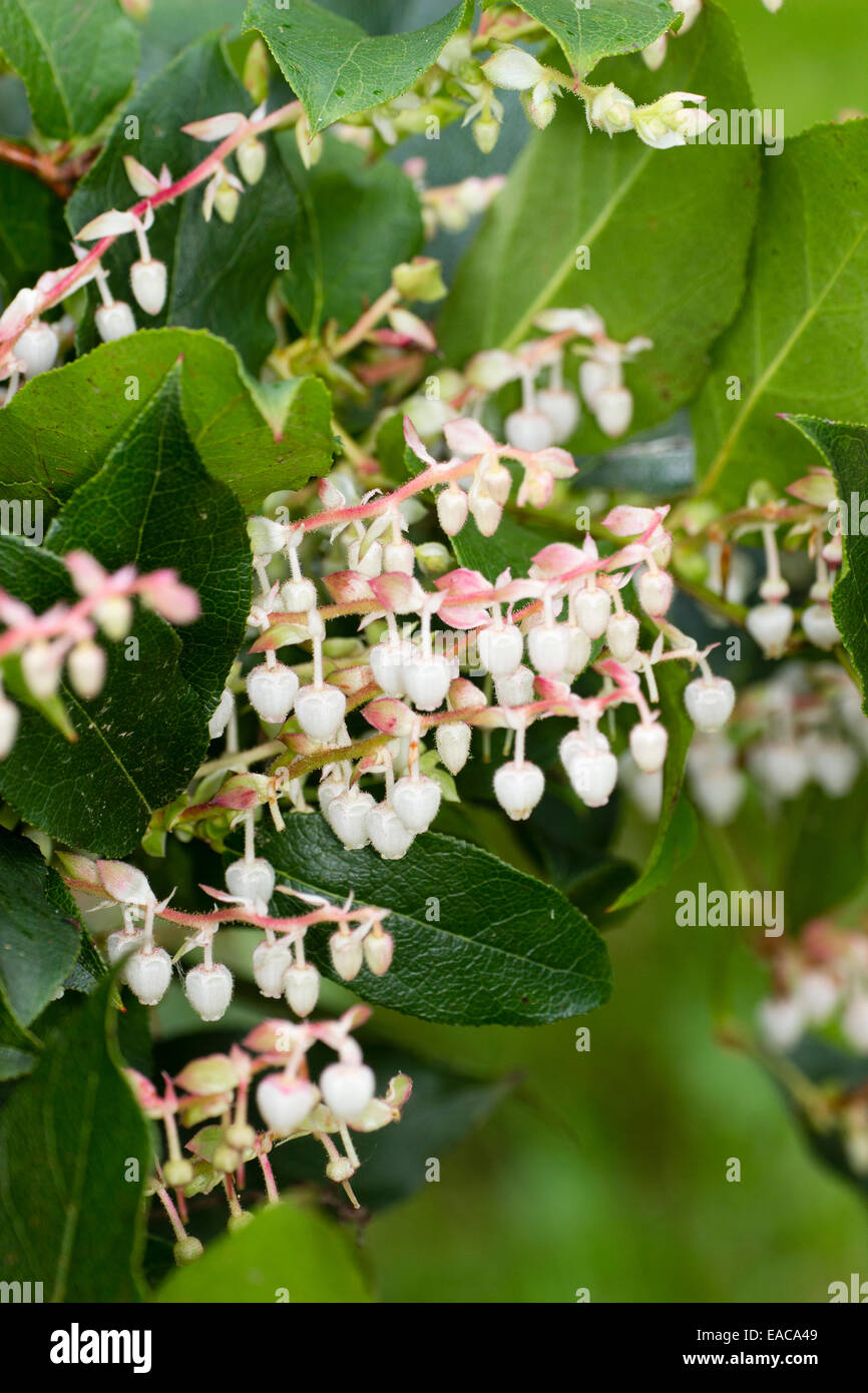 Heather like flowers of the Salal, Gaultheria shallon Stock Photo - Alamy
