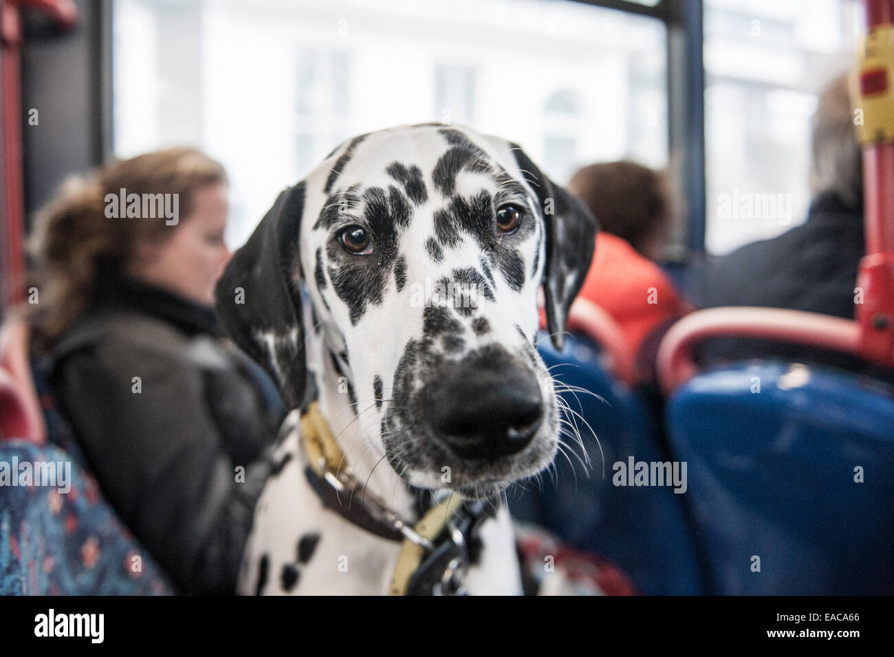 Can I Take A Dog On A London Bus