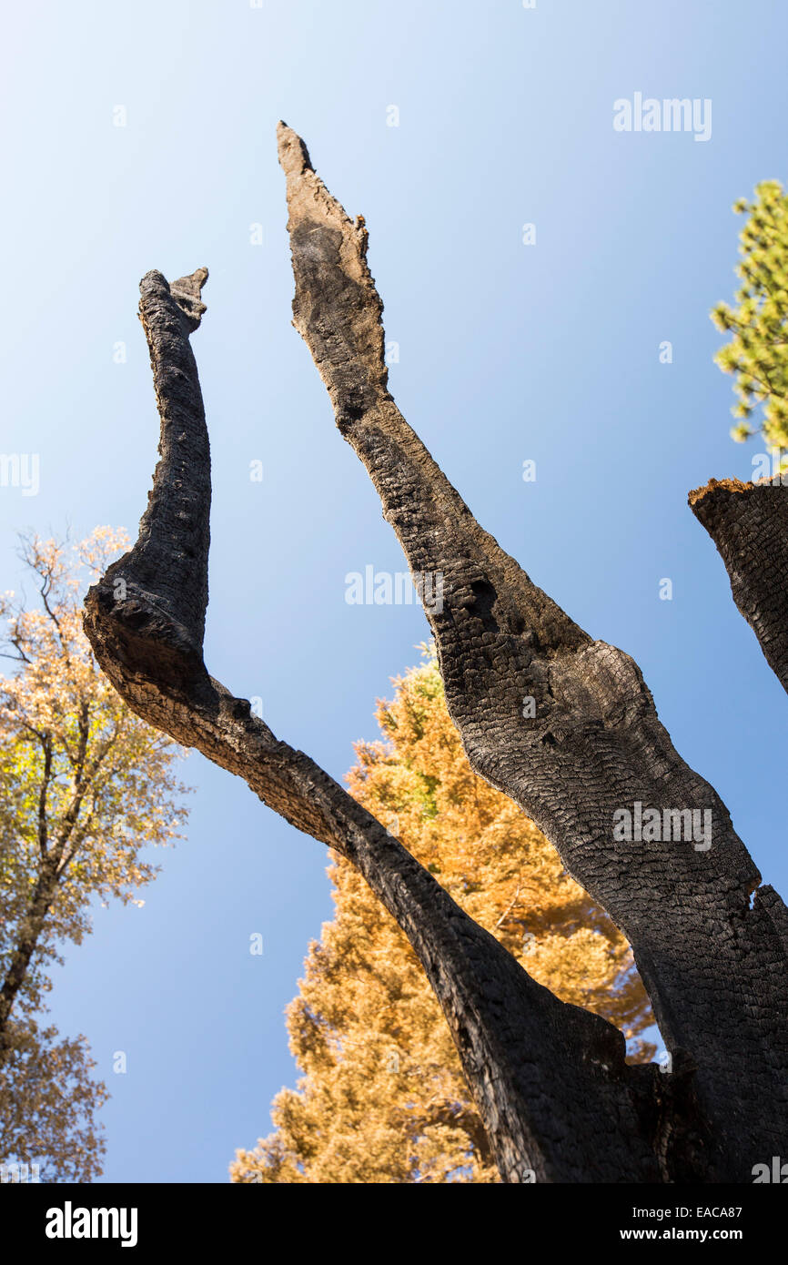 The King Fire that burned 97,717 acres of the El Dorado National Forest ...