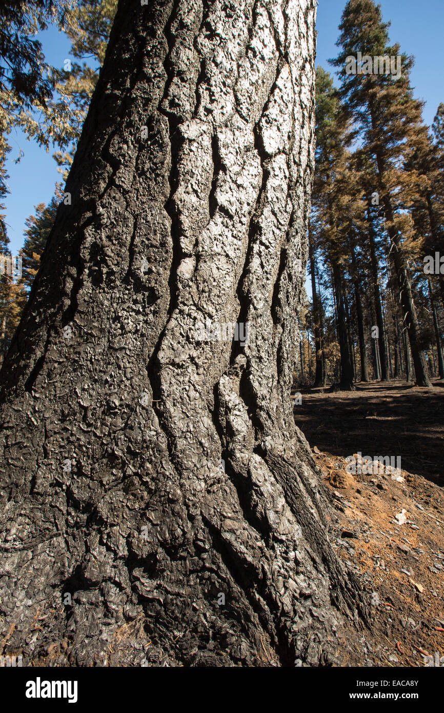 The King Fire that burned 97,717 acres of the El Dorado National Forest ...