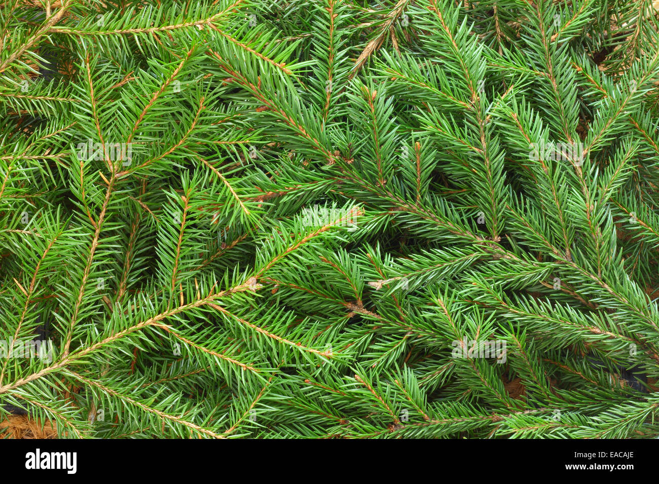Part of fir tree hi-res stock photography and images - Alamy