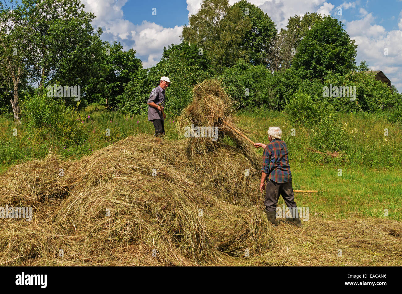 Hay drying, transportation and haystacks for cows and horses in the ...