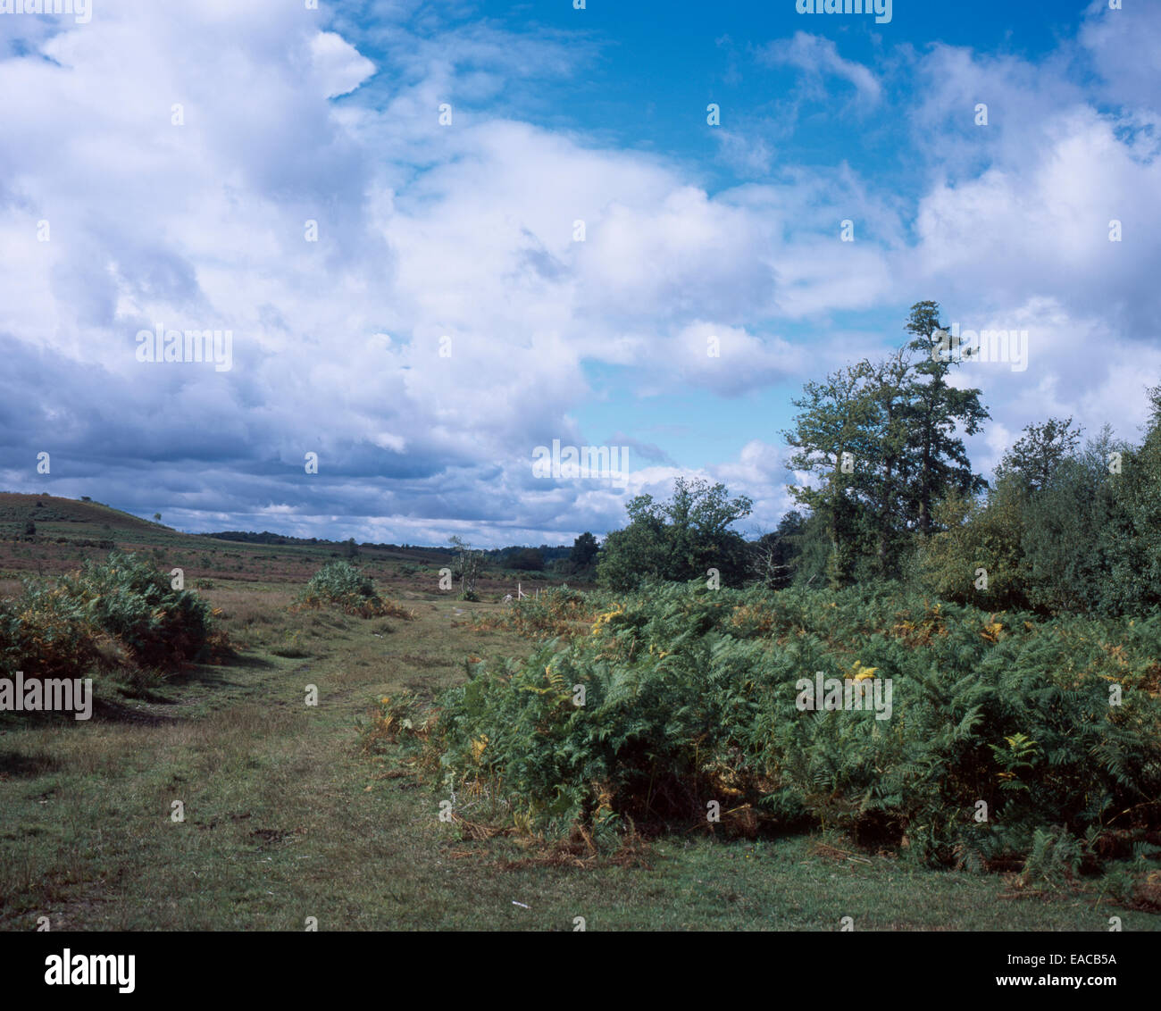 Looking across Latchmore Bottom the valley of Latchmore Brook Frogham ...