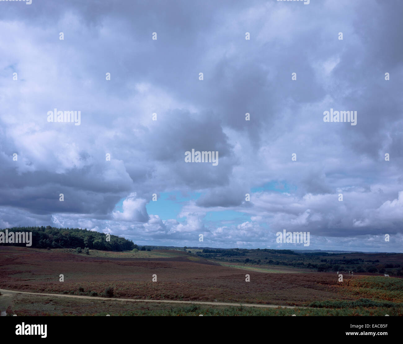 View across sandy heathland Hampton Ridge between Fritham and Frogham ...