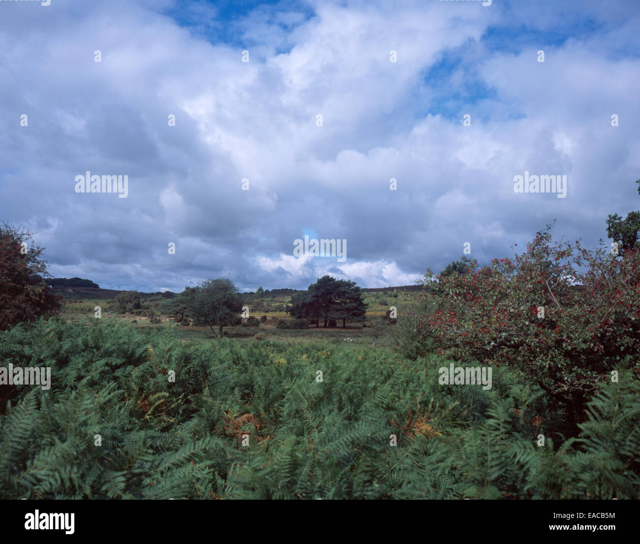 Looking across Latchmore Bottom the valley of Latchmore Brook Frogham ...