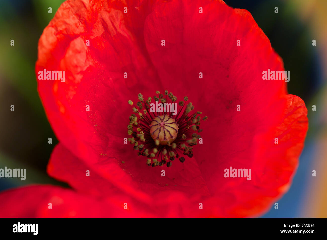 Commemorate soldiers who have died in war hi-res stock photography and ...