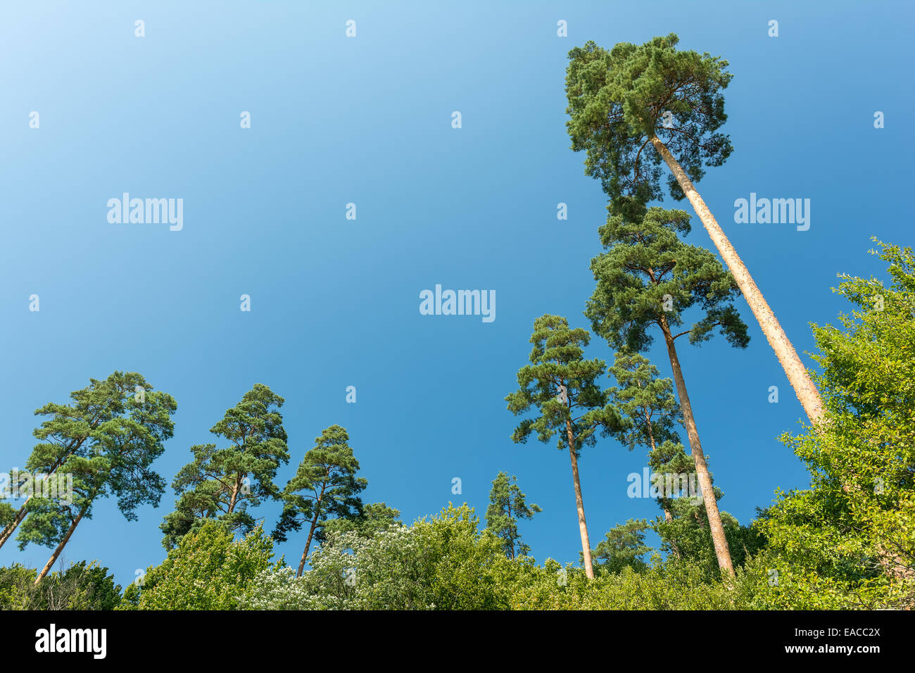 High trees hi-res stock photography and images - Alamy