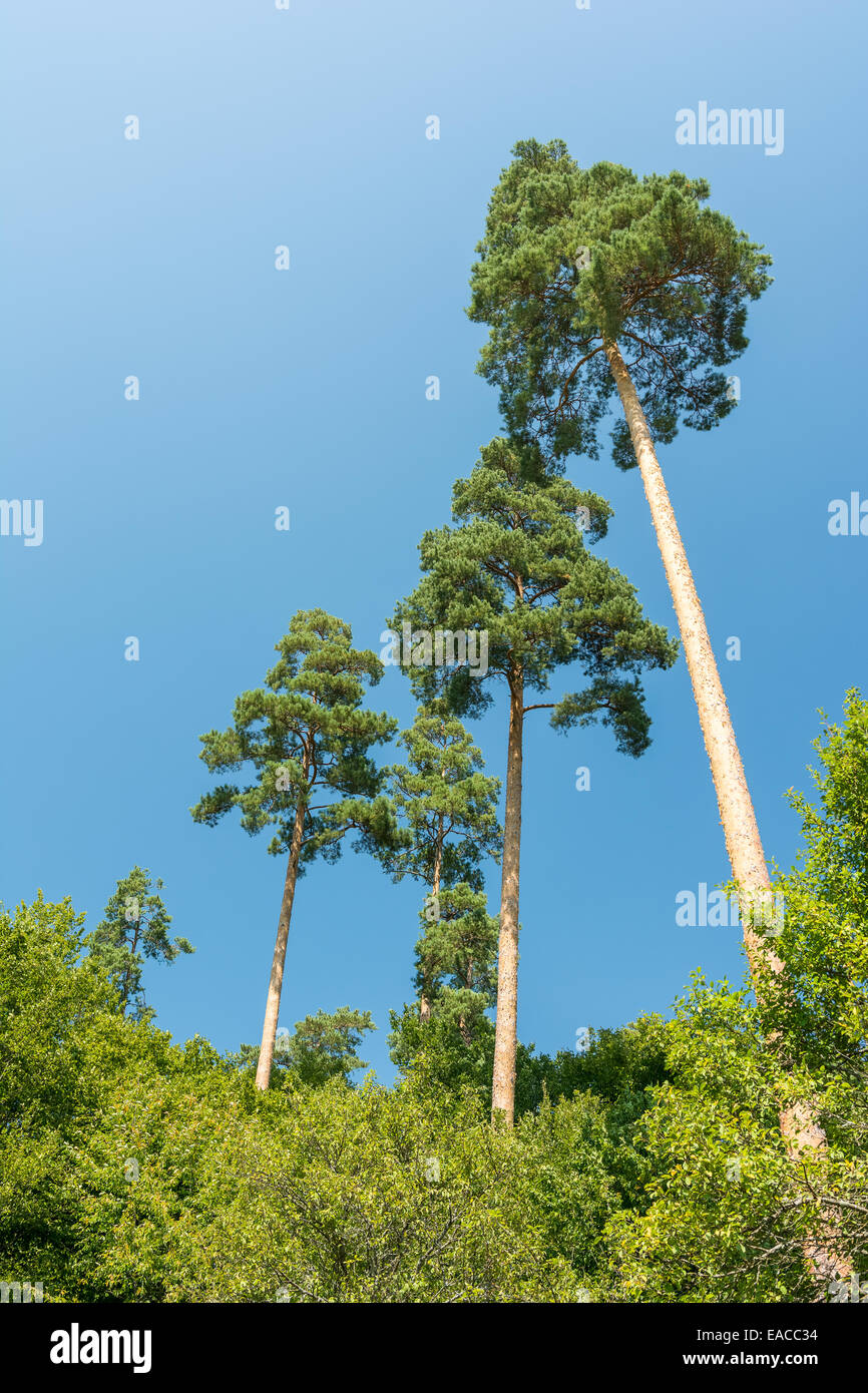 High trees hi-res stock photography and images - Alamy