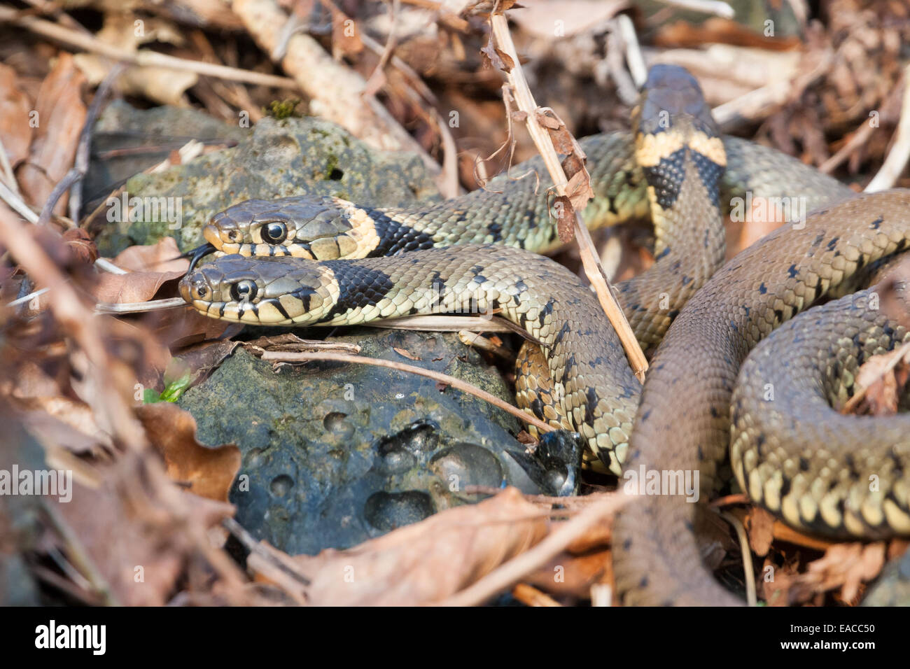 Three grass snakes basking in the early Spring sunshine on the slag ...