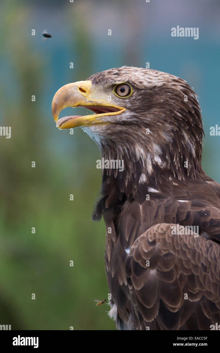 Golden Eagle (Aquila chrysaetos) on a hot day with a wasp and a fly ...