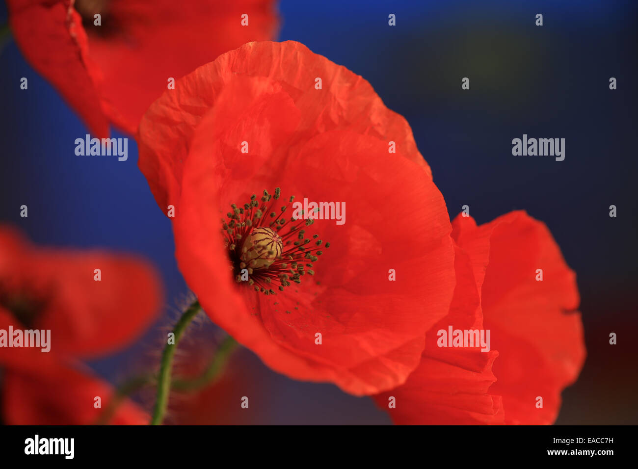 Close up of Poppies, poppy flower, macro shots,backlit. The remembrance ...