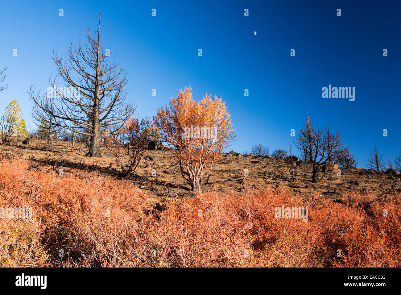 Foscheck, a fire retardant used on a wildfire in the Great Central ...