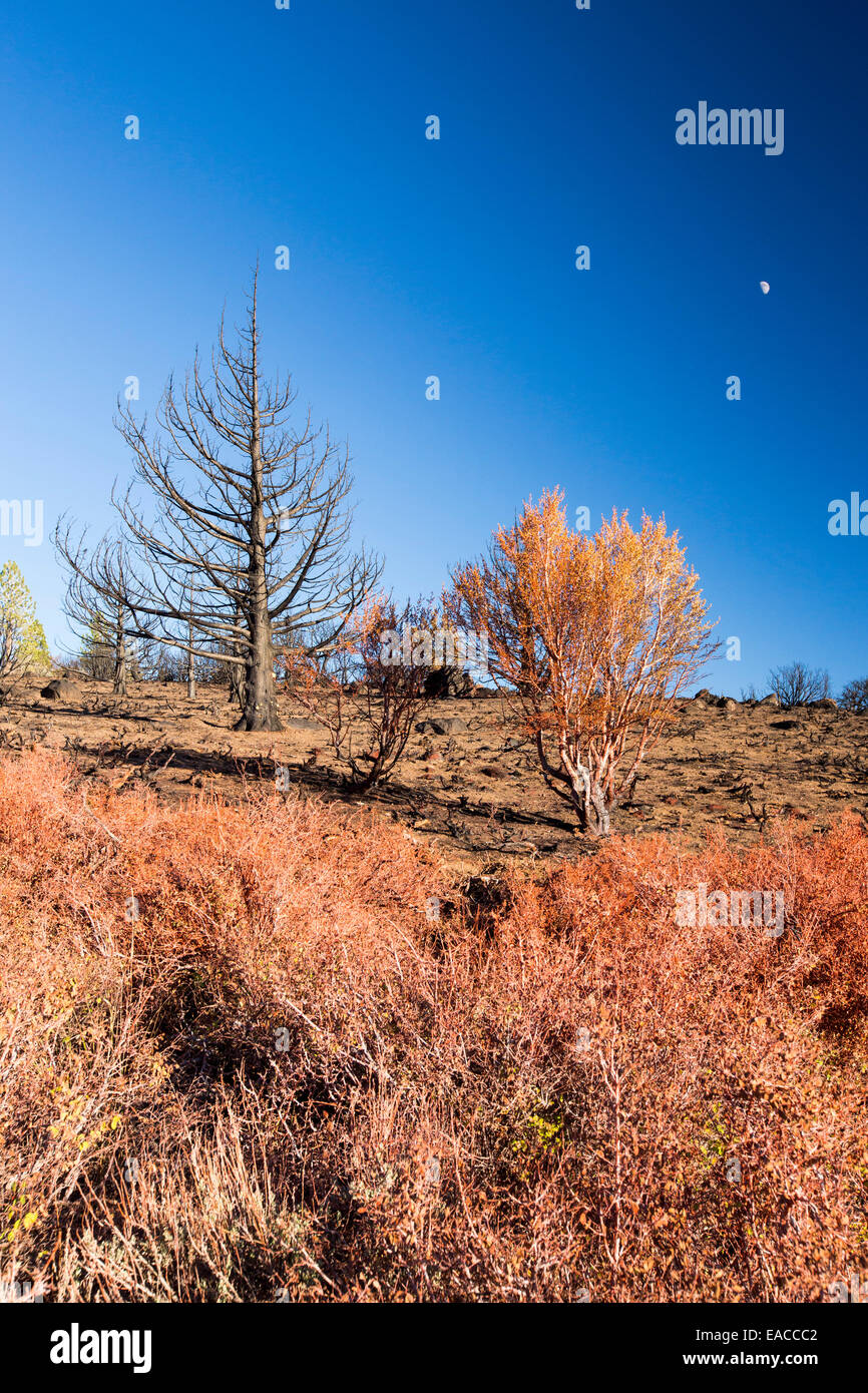 Fire retardant tree hi-res stock photography and images - Alamy