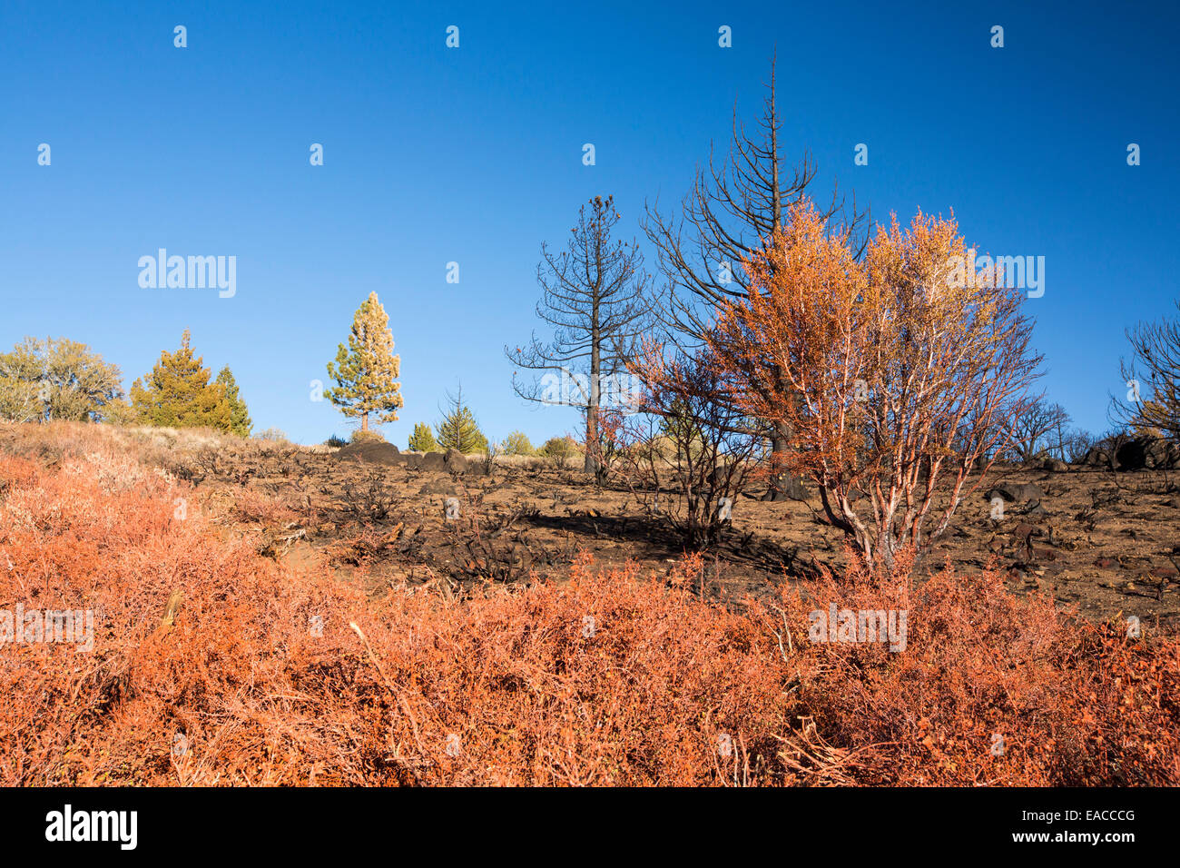 Divide peak california hi-res stock photography and images - Alamy