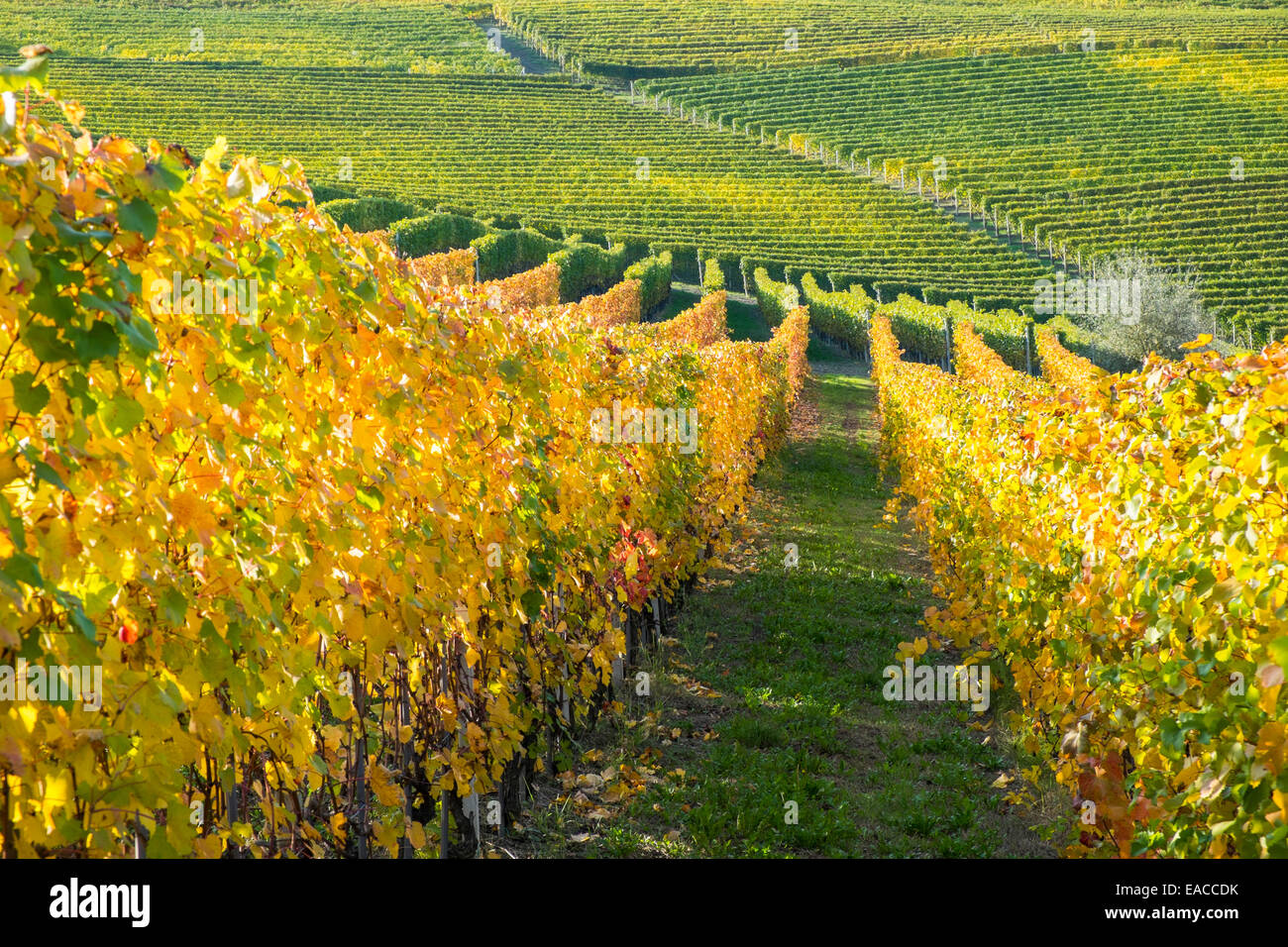 Landscape in autumn with colorful vineyards and wine grapes in Piemonte ...