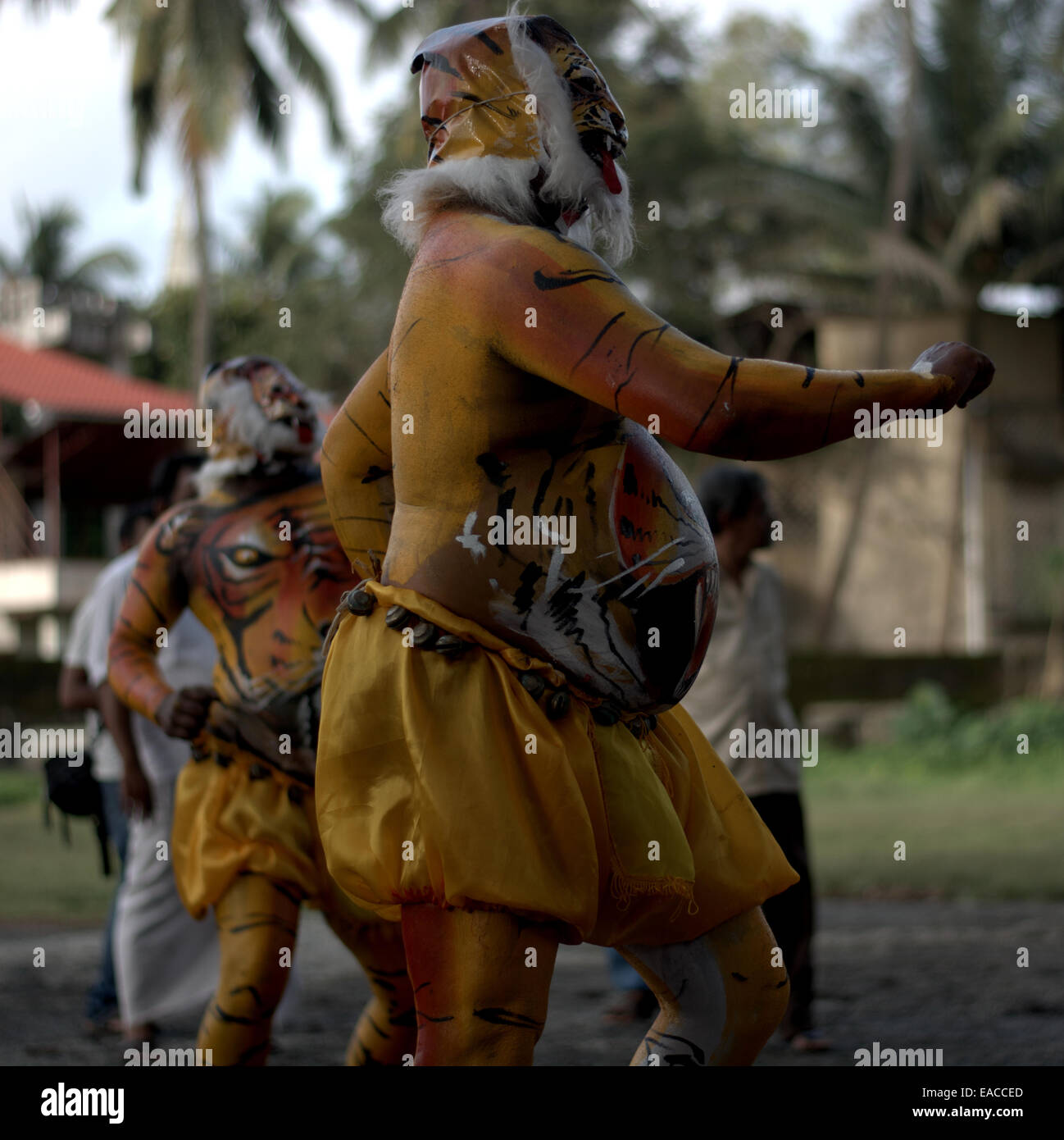 Puli Kali (Pulikkali), or tiger play, a folk dance art form of Kerala ...