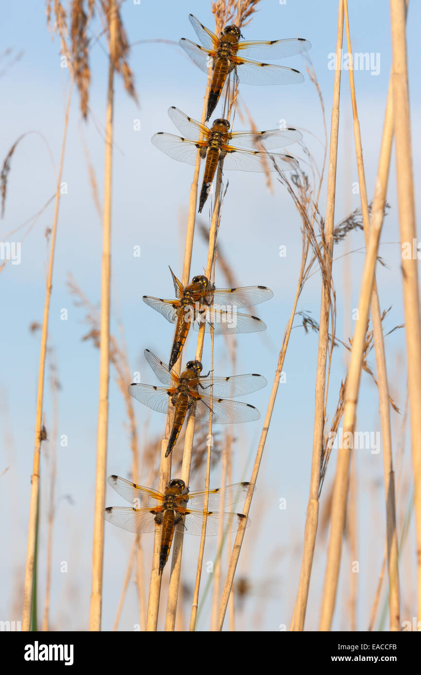 Four Spotted Chaser dragonflies (Libellula quadrimaculata) perched in a ...