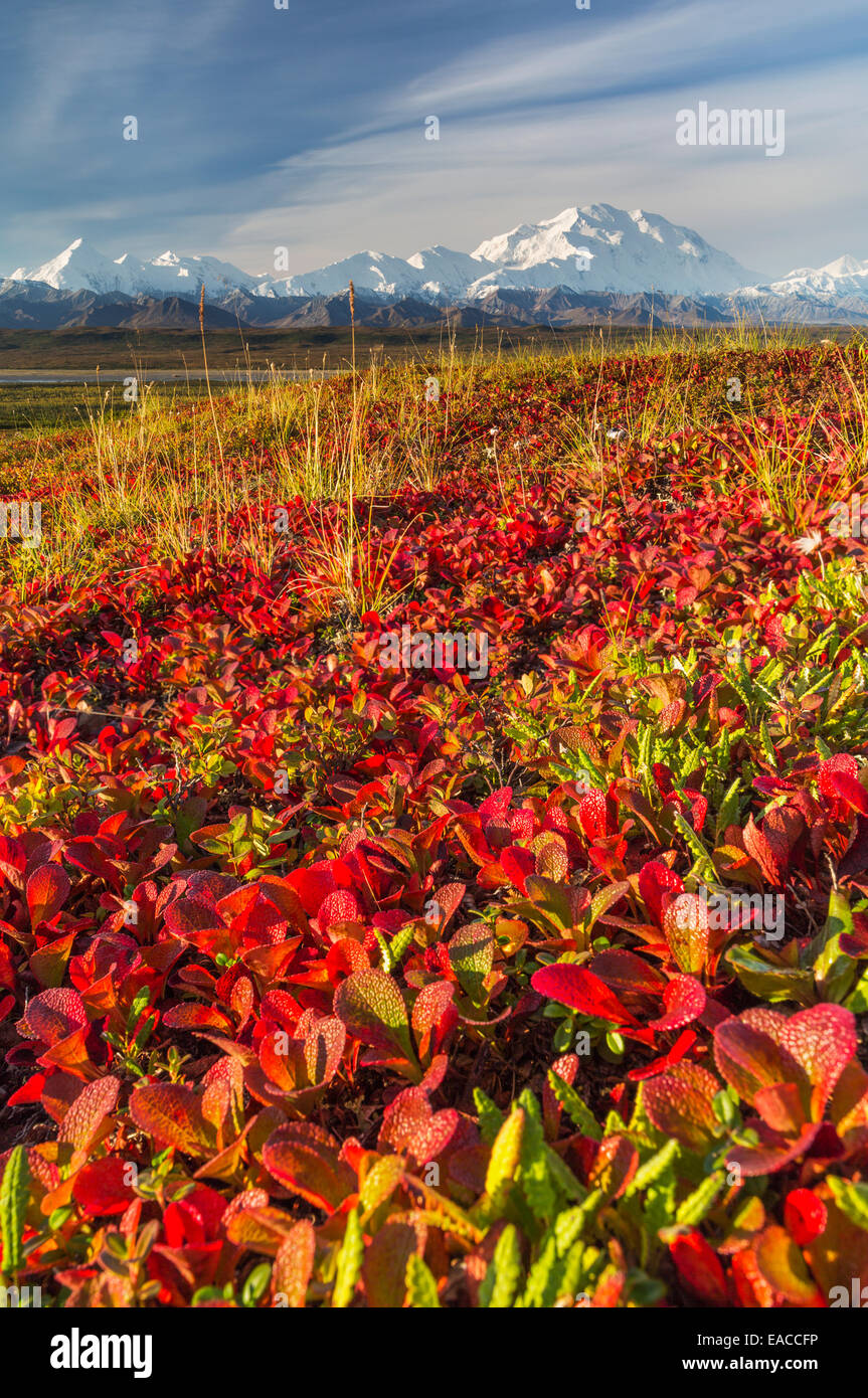 Bearberry arctostaphylos uva ursi hi-res stock photography and images ...