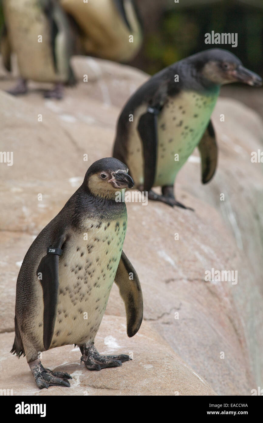 Humboldt, or Peruvian, Penguins (Spheniscus humboldti). Juvenile ...