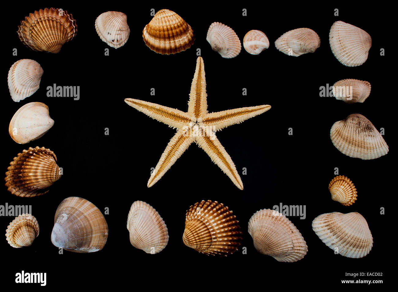 Sea shells photographed on floor Stock Photo - Alamy