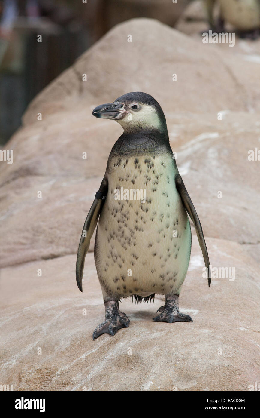Humboldt, or Peruvian, Penguin (Spheniscus humboldti). Juvenile ...