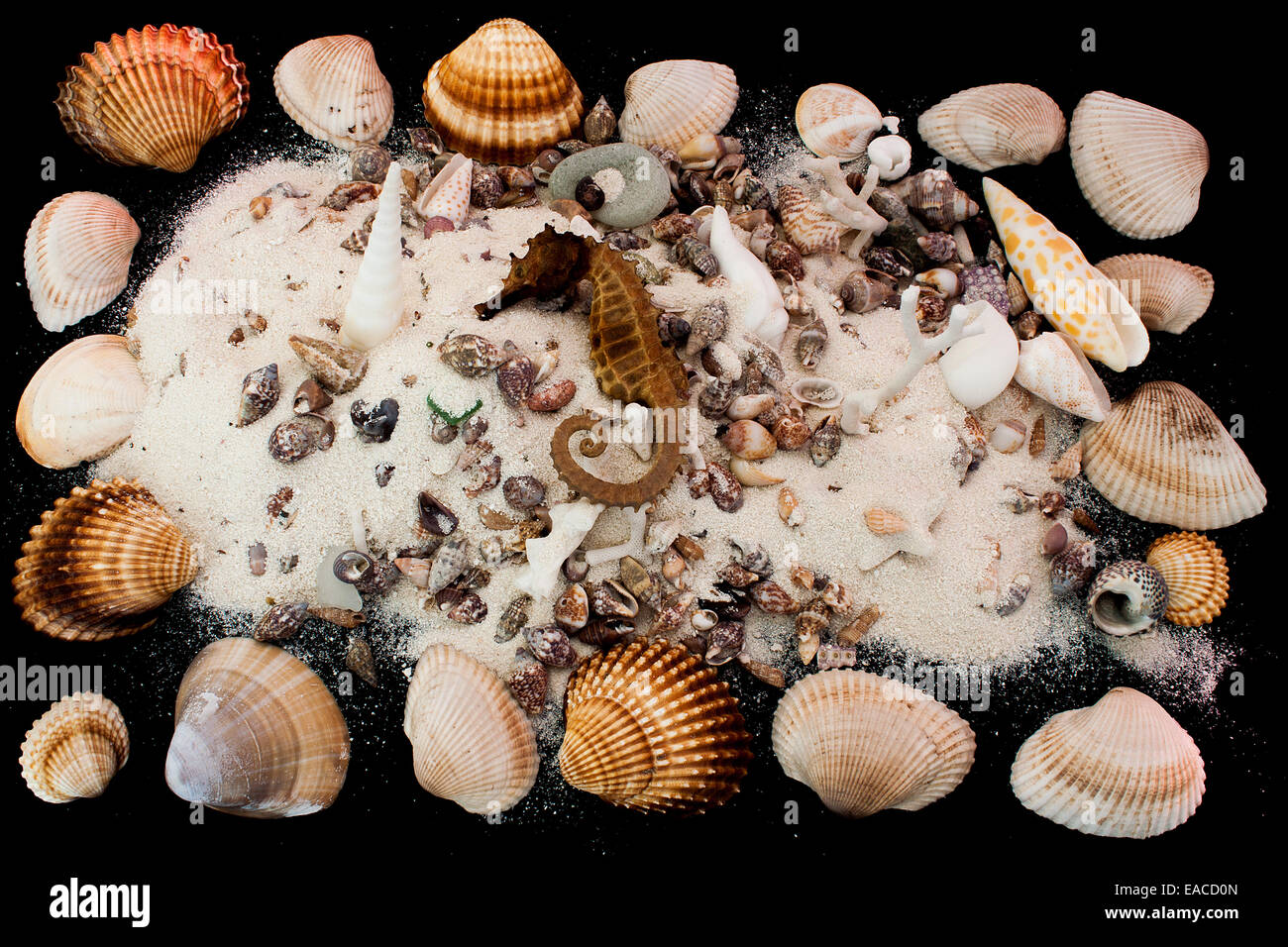 Sea shells photographed on floor Stock Photo - Alamy