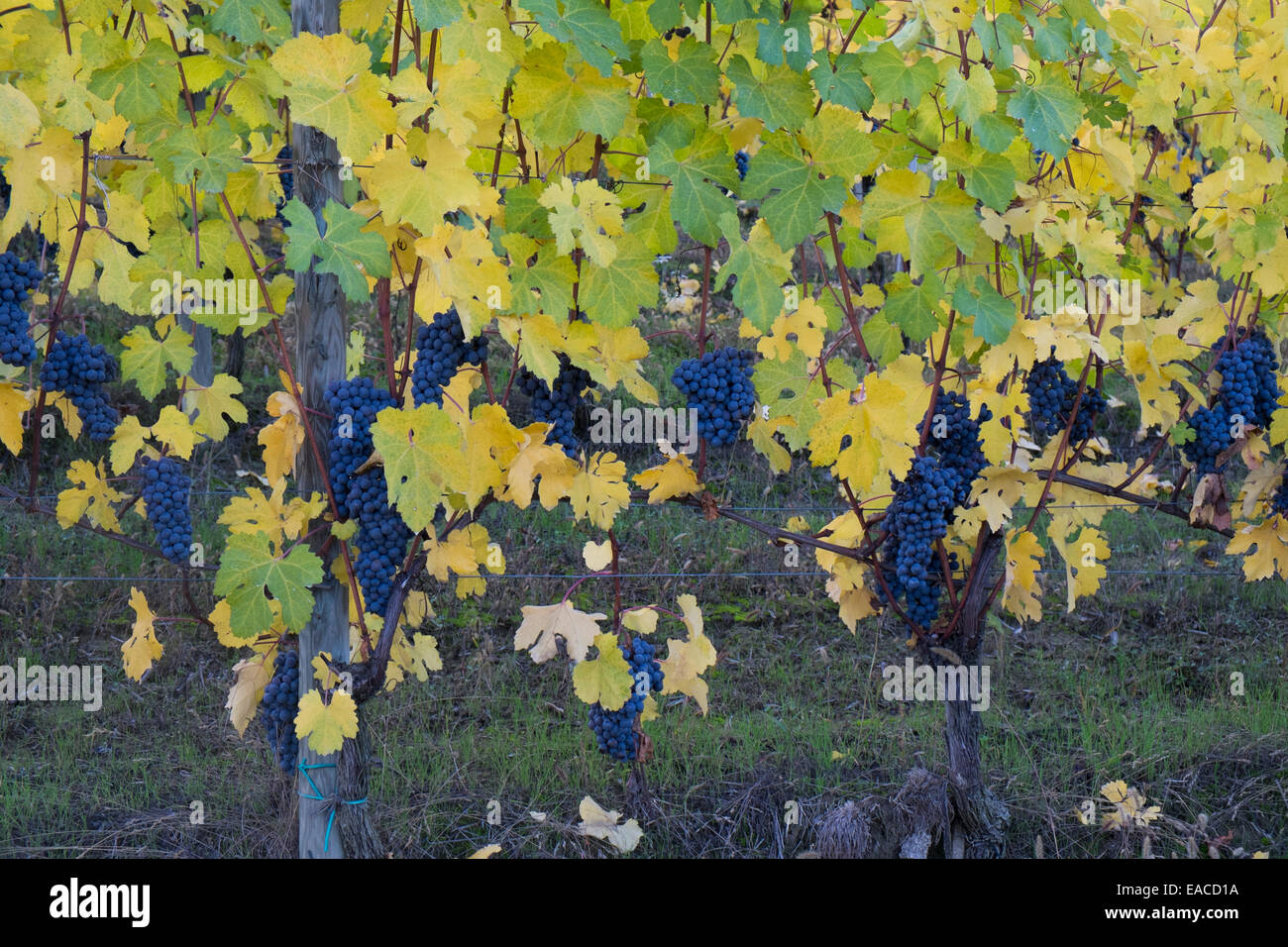 Barbera grapes hi-res stock photography and images - Alamy