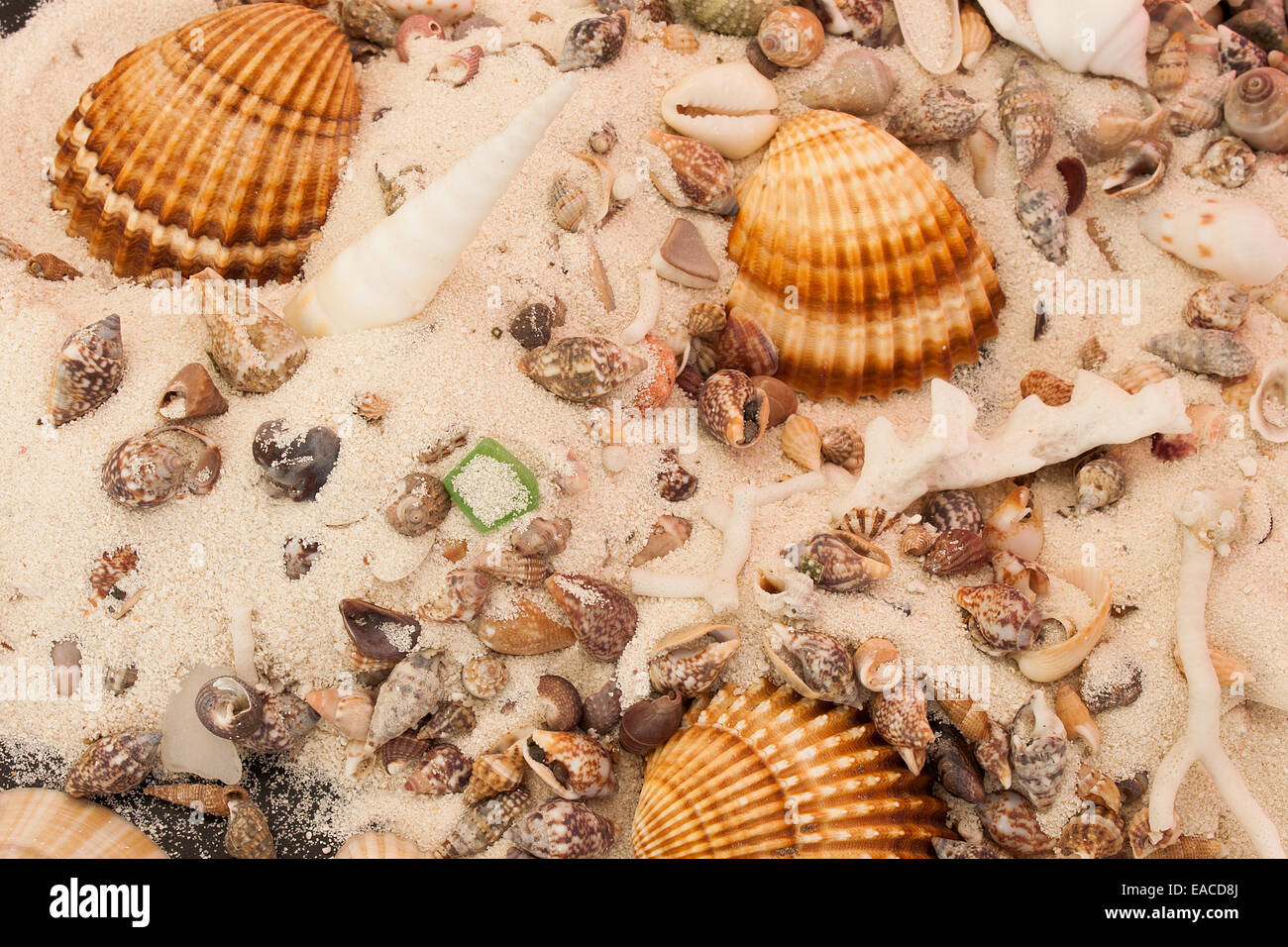 Sea shells photographed on floor Stock Photo - Alamy