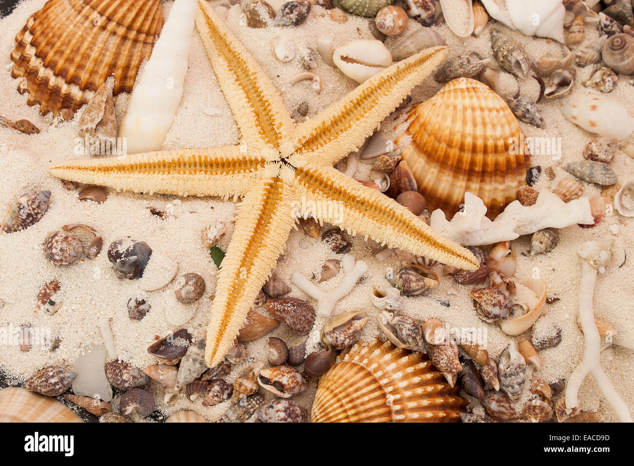 Sea shells photographed on floor Stock Photo - Alamy