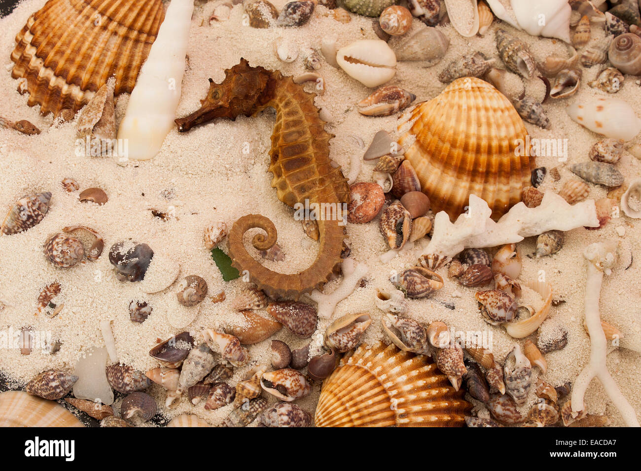 Sea shells photographed on floor Stock Photo - Alamy