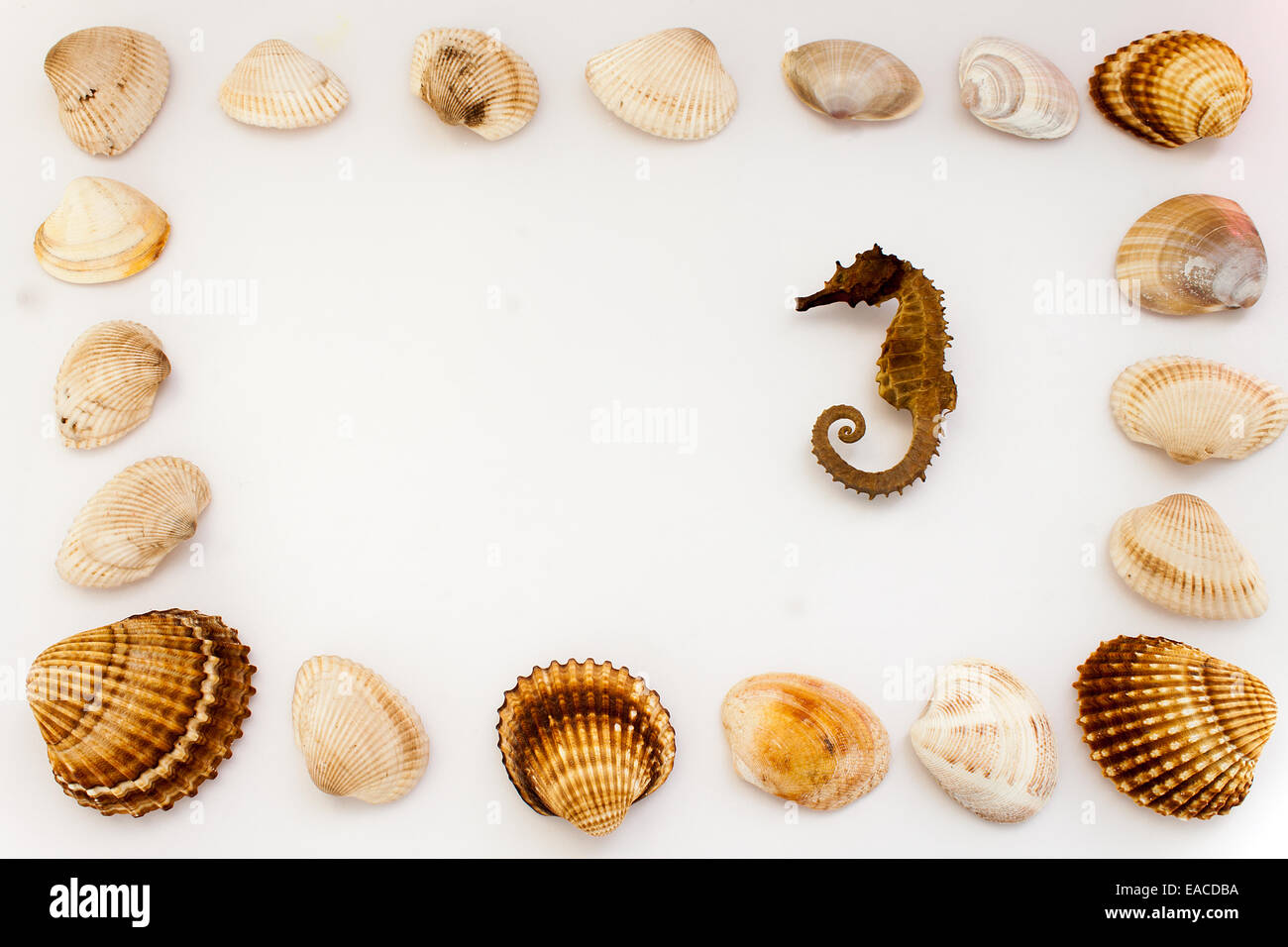 Sea shells photographed on floor Stock Photo - Alamy