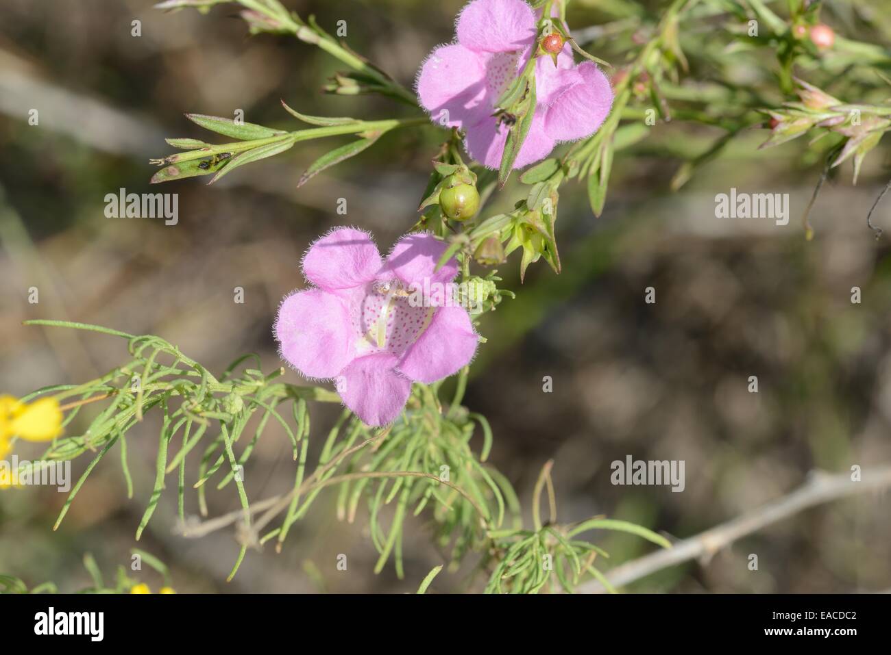 Agalinis (Agalinis sp Stock Photo - Alamy