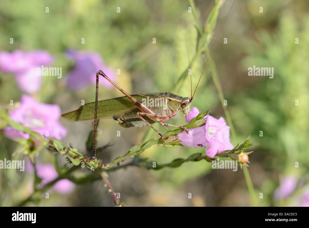 Fork-tailed Bush Katydid eating Agalinis (Agalinis sp Stock Photo - Alamy