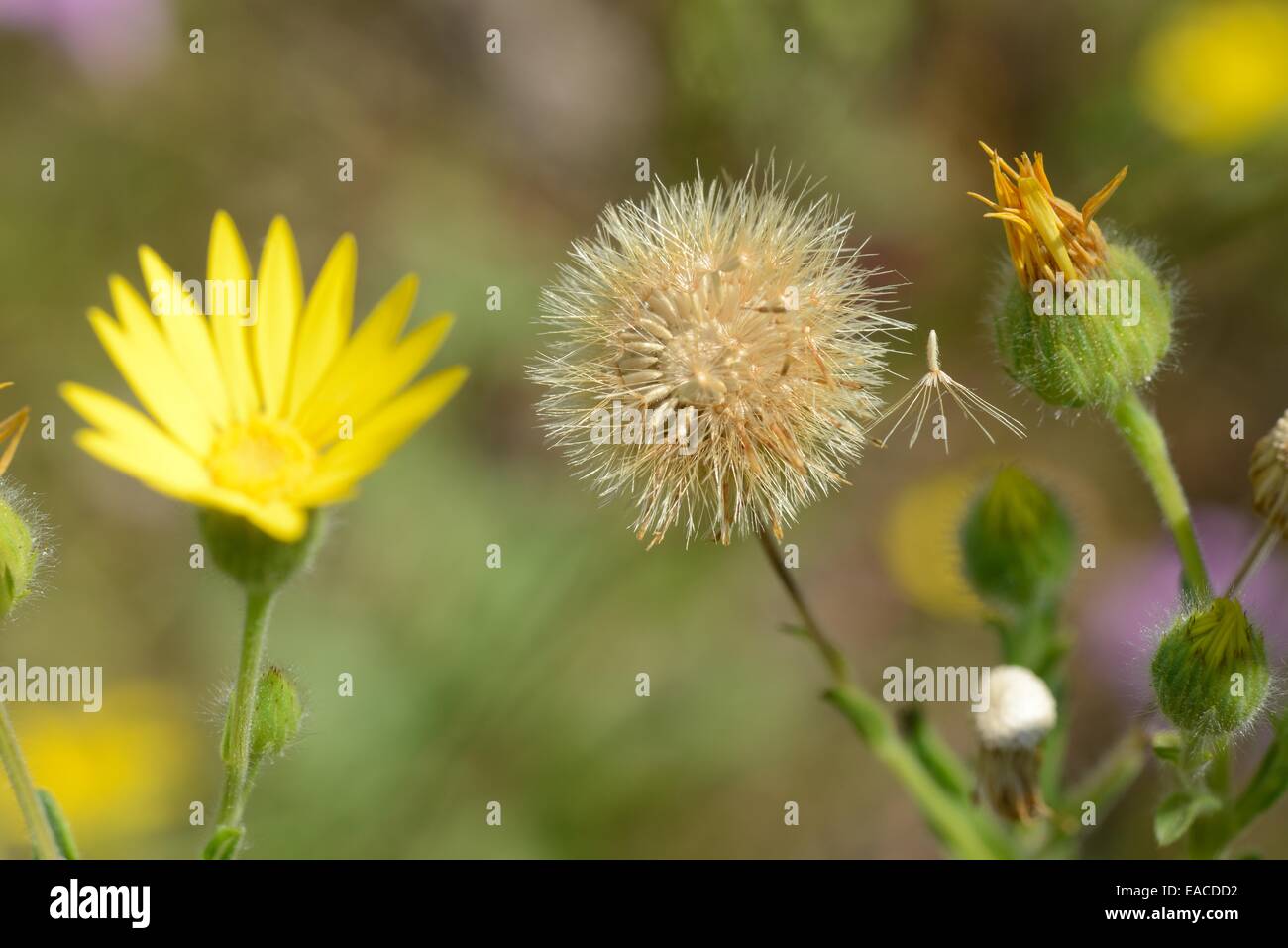 Sleepy Daisy (Xanthisma texanum Stock Photo - Alamy