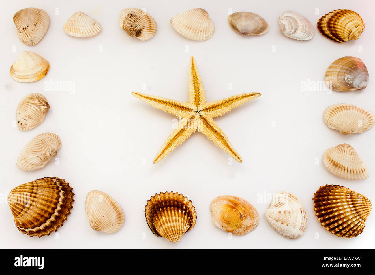 Sea shells photographed on floor Stock Photo - Alamy