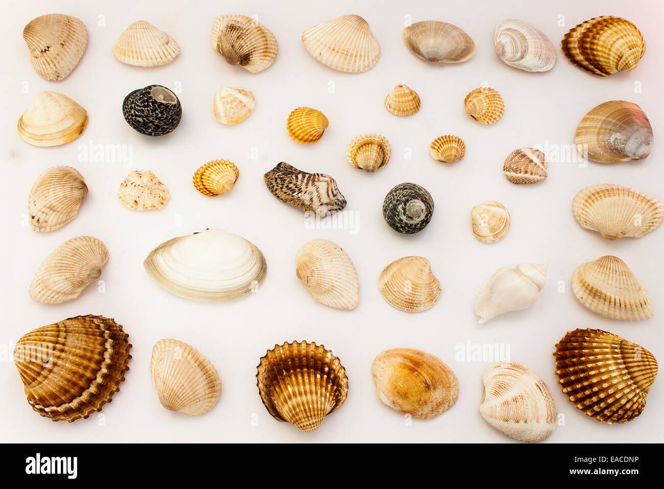 Sea shells photographed on floor Stock Photo - Alamy