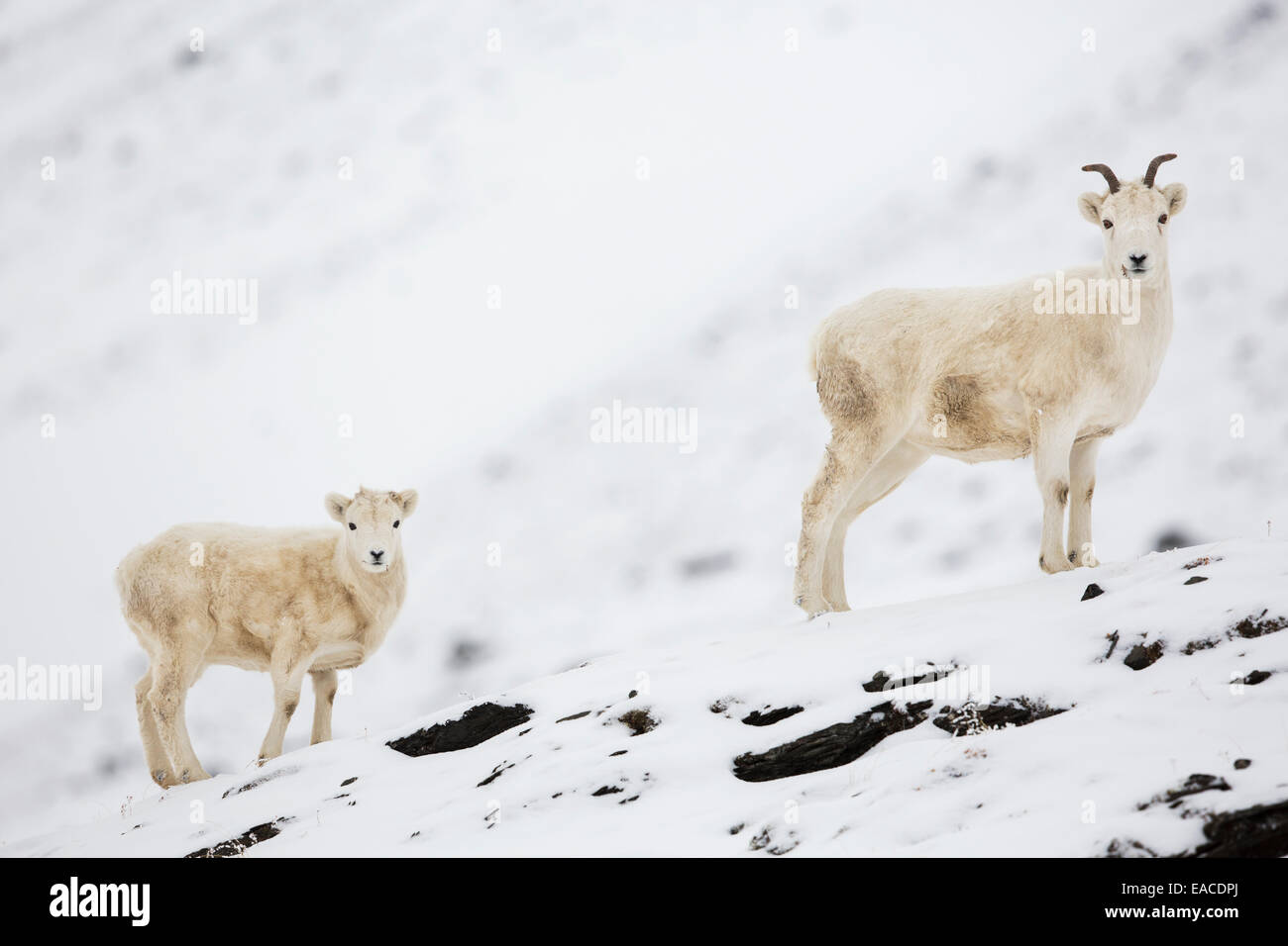 Alaska dall sheep family hi-res stock photography and images - Alamy