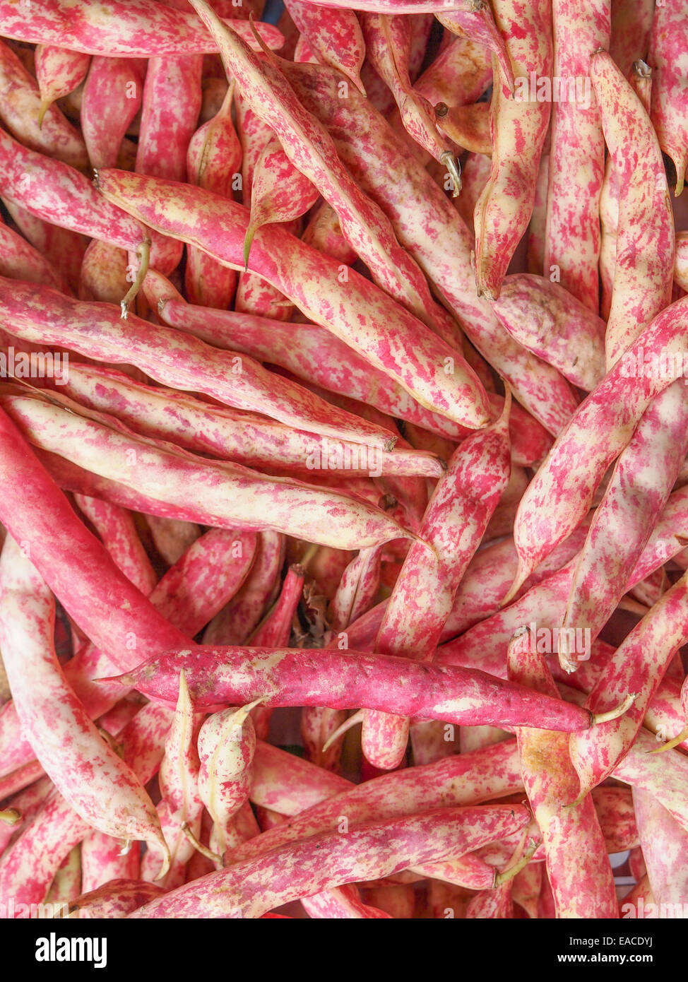 Cranberry variety of common beans aka Crimson bean or Borlotti bean or ...