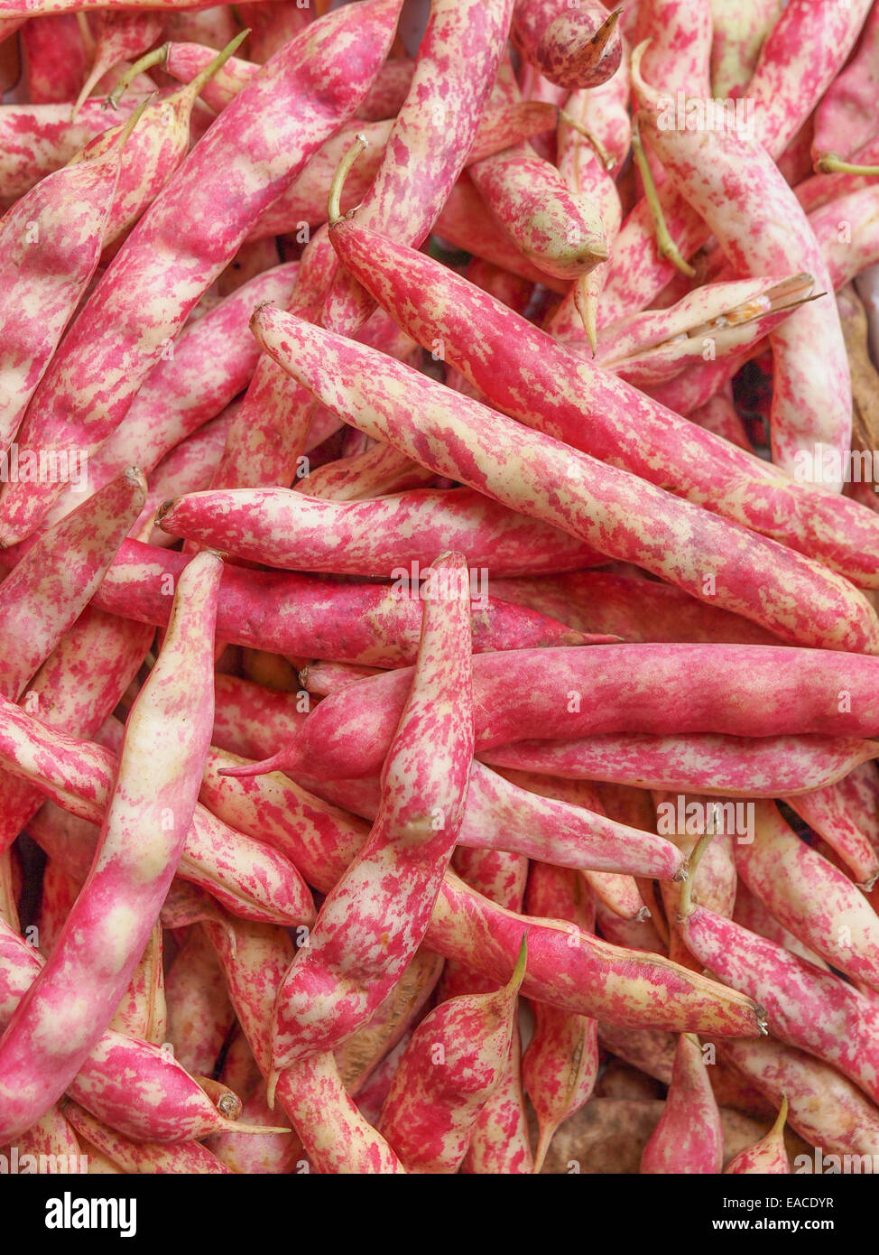 Cranberry variety of common beans aka Crimson bean or Borlotti bean or ...