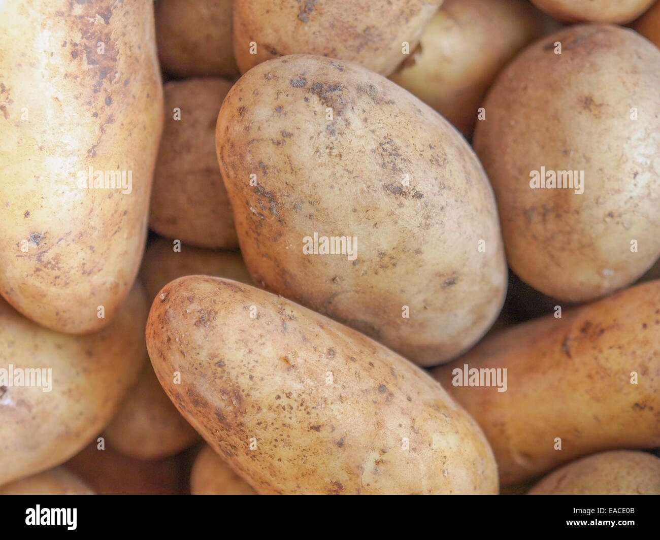 Raw potatoes starchy tuberous vegetables healthy vegetarian food Stock ...