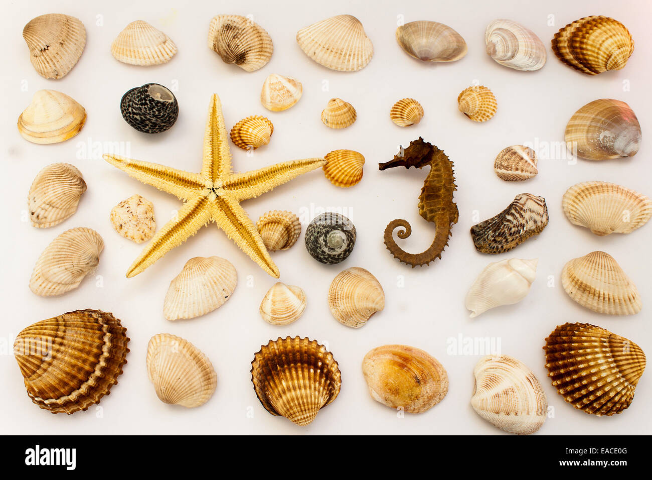 Sea shells photographed on floor Stock Photo - Alamy