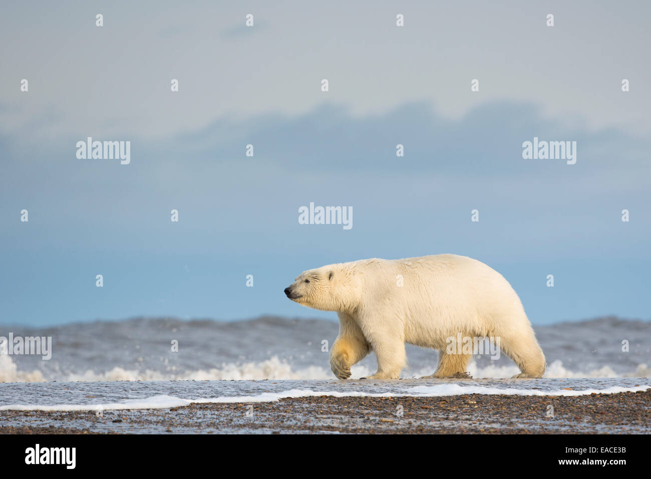 Sea_bear hi-res stock photography and images - Alamy
