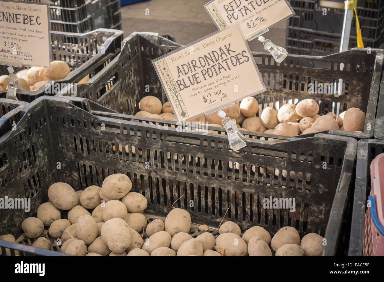 Genetically modified potato hi-res stock photography and images - Alamy