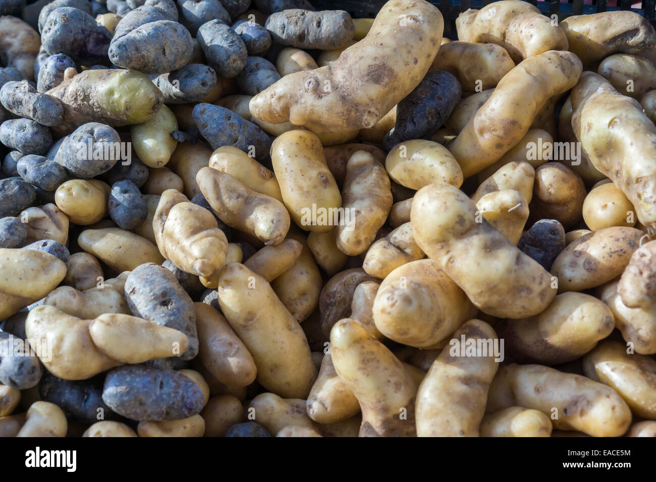 Different varieties of local organic potatoes at the Union Square ...
