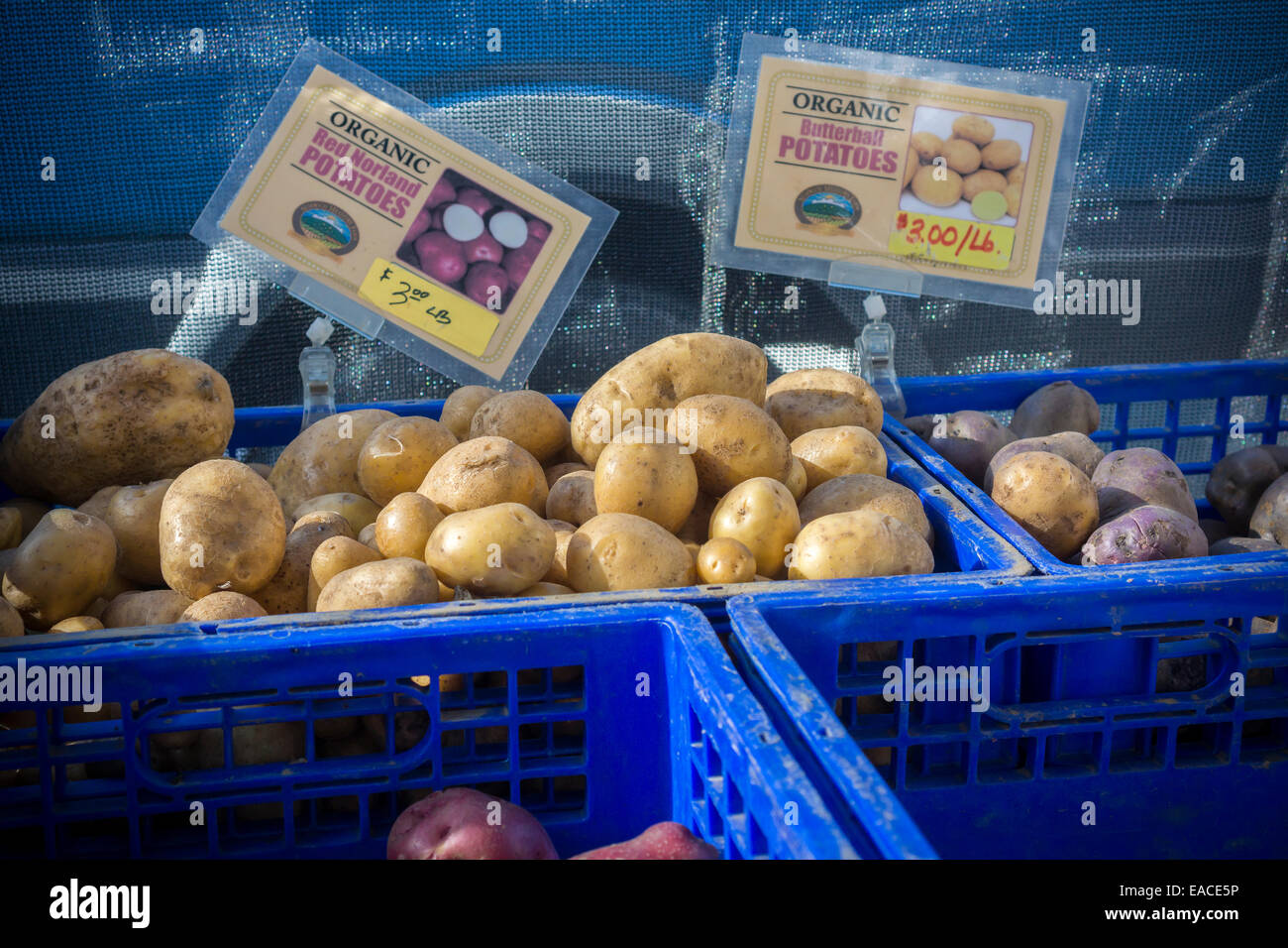 Different varieties of local organic potatoes at the Union Square ...