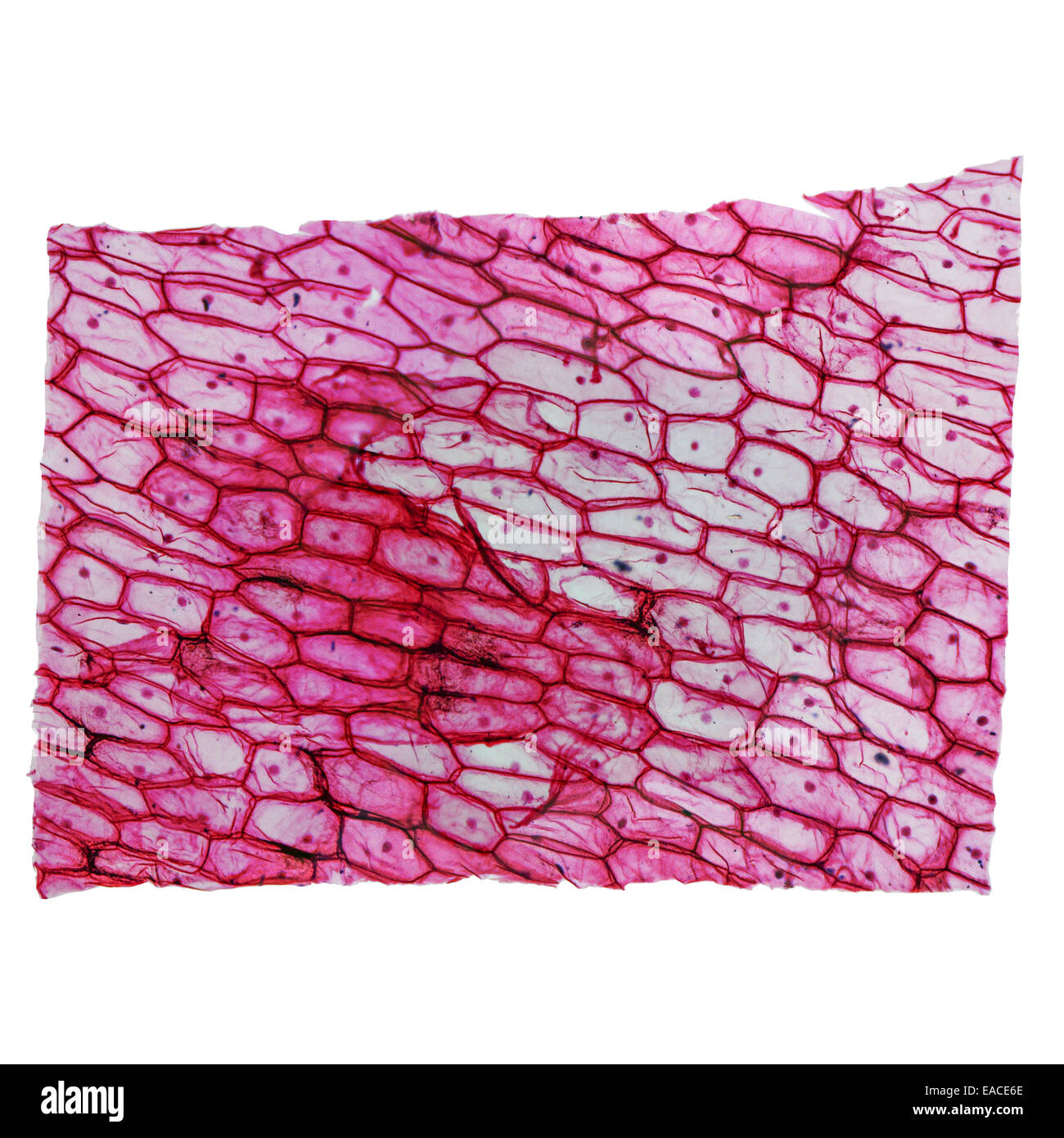 Onion skin cell hi-res stock photography and images - Alamy