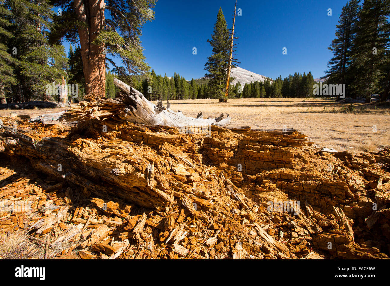 A decaying tree stump in a dried up meadow in Yosemite National Park ...